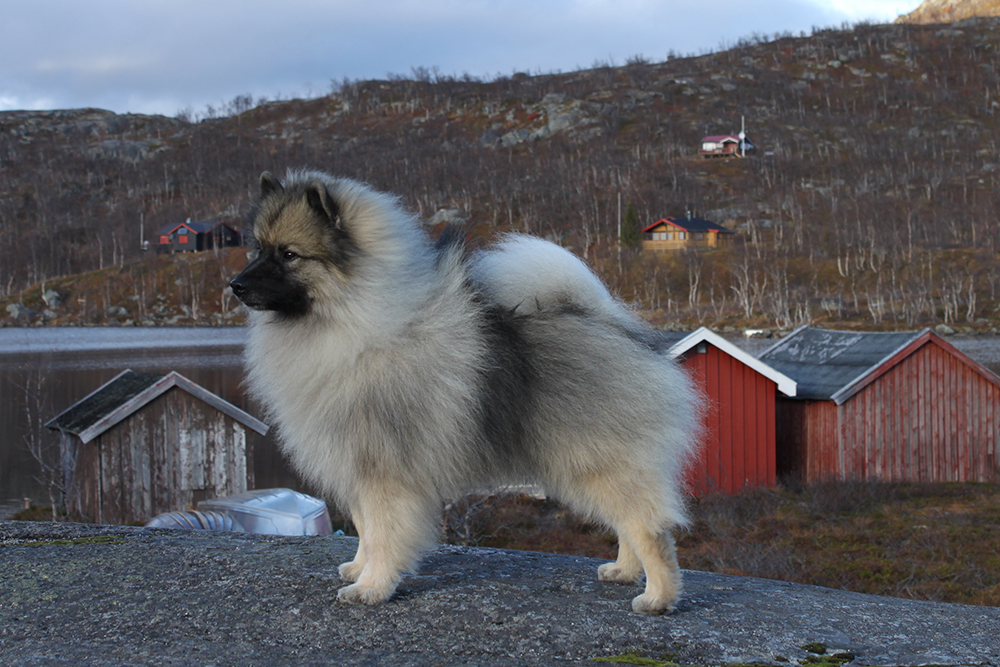 Vuoden koira -kilpailut - Kalajoen Koiraharrastajat ry